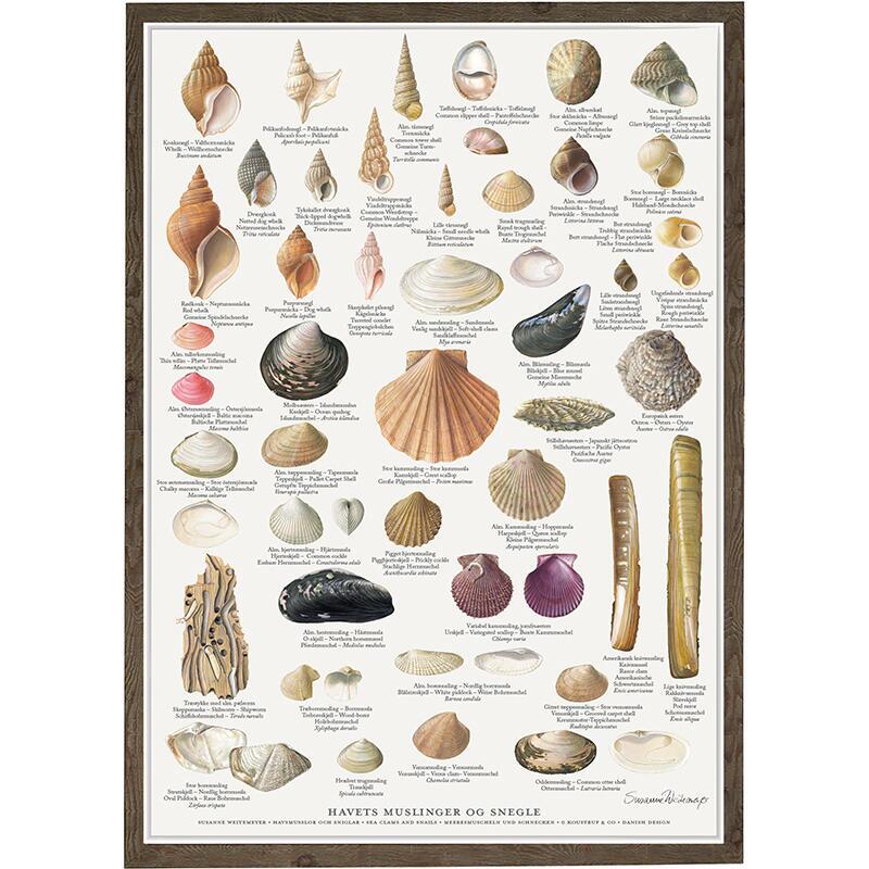 MUSSELS AND SNAILS - Poster A2 - Koustrup & Co.