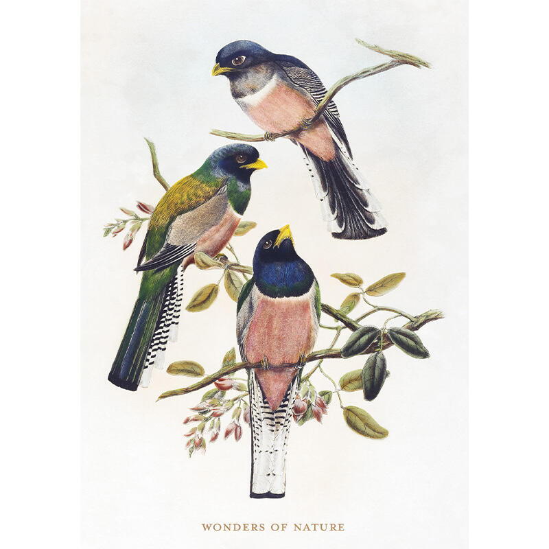 Fugle - A5 enkeltkort